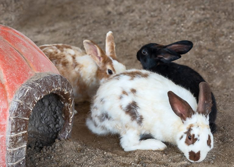 Rabbit - Manju Organics