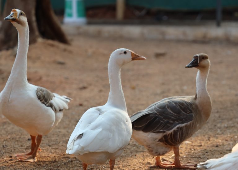 Birds - Manju Organics