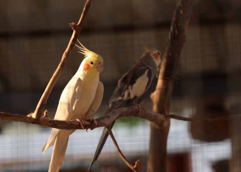 Birds - Manju Organics